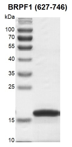 Recombinant BRPF1 (627-746) protein | Proteintech