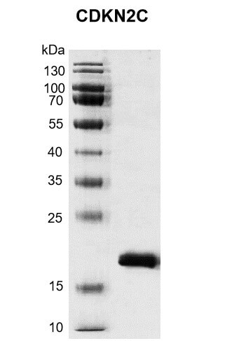 Recombinant CDKN2C protein | Proteintech