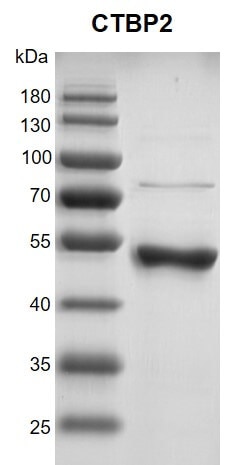 Recombinant CTBP2 protein | Proteintech