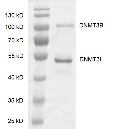 Recombinant DNMT3B / DNMT3L complex | Proteintech