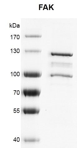 Recombinant FAK protein | Proteintech