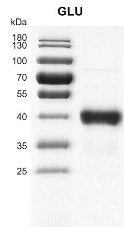 Recombinant GLU protein | Proteintech