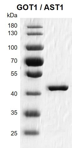 Recombinant GOT1 (AST1) protein | Proteintech