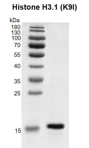 Recombinant Histone H3.1 (K9I) | Proteintech