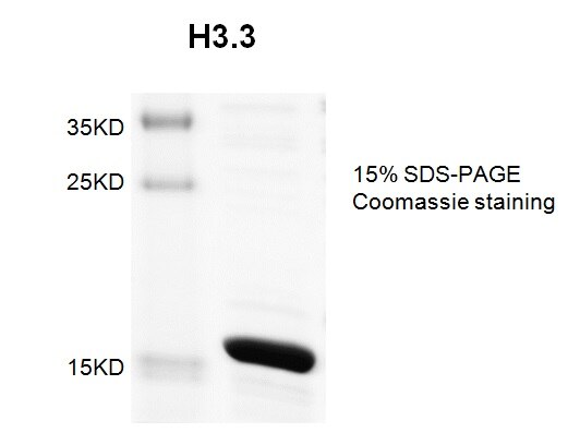 Recombinant Histone H3.3 (Human) | Proteintech