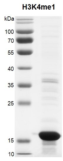 Recombinant Histone H3K4me1 (MLA) | Proteintech