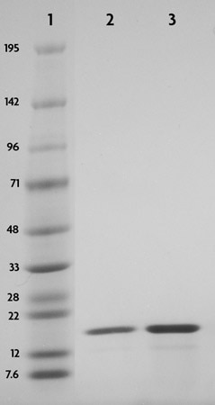 Recombinant Histone H3T3ph (EPL) | Proteintech