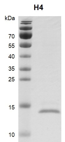 Recombinant Histone H4, His-Tag (Human) | Proteintech