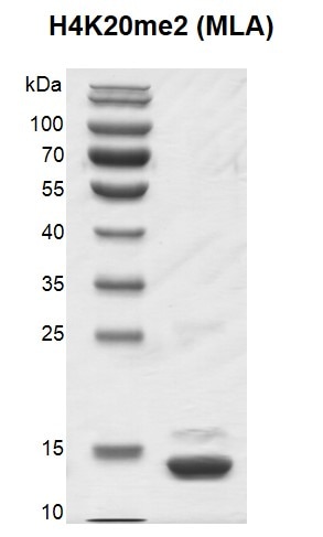 Recombinant Histone H4K20me2 (MLA), His-Tag | Proteintech