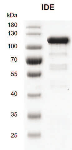 Recombinant IDE protein | Proteintech
