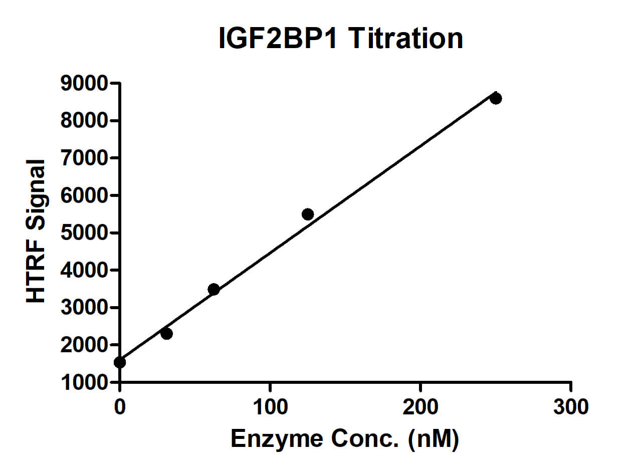 Recombinant IGF2BP1 protein | Proteintech