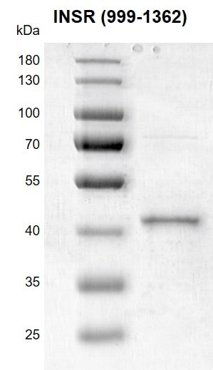 Recombinant INSR (999-1362) protein | Proteintech