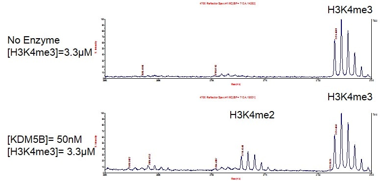 Recombinant JARID1B / KDM5B protein | Proteintech