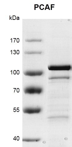 Recombinant KAT2B / PCAF protein | Proteintech