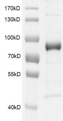 Recombinant KAT7 protein | Proteintech
