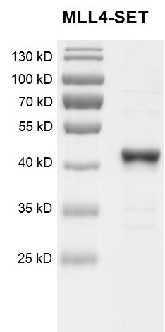 Recombinant KMT2B (MLL4)-SET protein | Proteintech