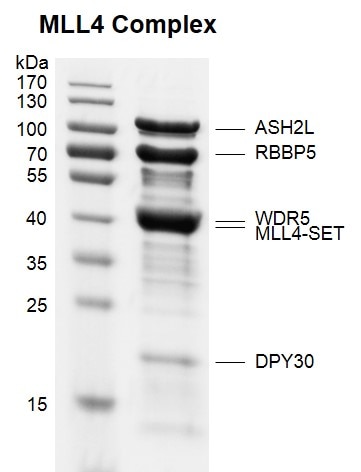 Recombinant KMT2B (MLL4) complex | Proteintech