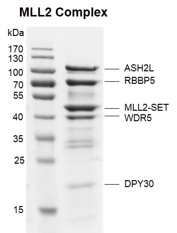 Recombinant KMT2D (MLL2) complex | Proteintech