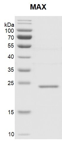 Recombinant MAX protein | Proteintech