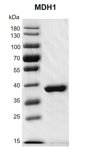 Recombinant MDH1 protein | Proteintech