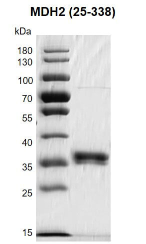 Recombinant MDH2 (25-338) protein | Proteintech