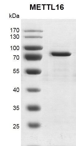 Recombinant METTL16 protein | Proteintech