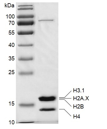 Recombinant Mononucleosomes (H2A.X) | Proteintech