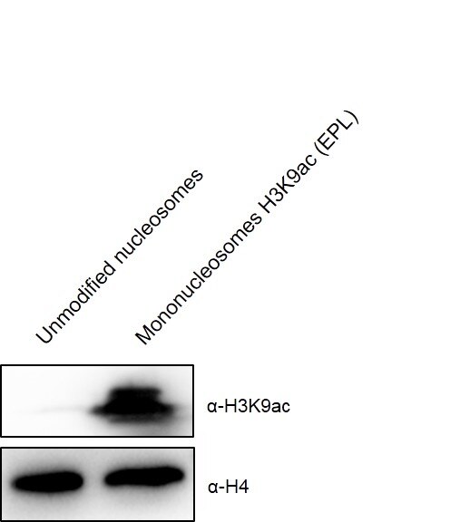 Recombinant Mononucleosomes H3K9ac (EPL) | Proteintech