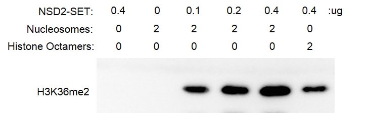Recombinant NSD2 (MMSET)-SET protein | Proteintech