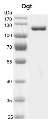 Recombinant OGT protein | Proteintech