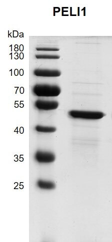 Recombinant PELI1 protein | Proteintech