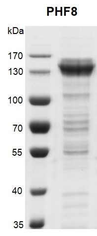 Recombinant PHF8 protein | Proteintech