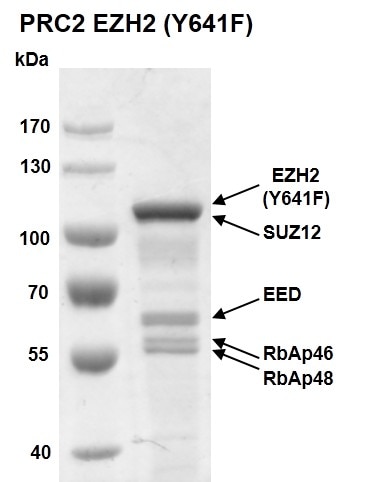 Recombinant PRC2 EZH2 (Y641F) complex | Proteintech