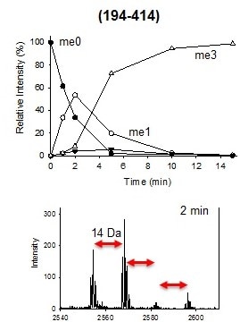Recombinant PRDM9 (191-414) protein | Proteintech
