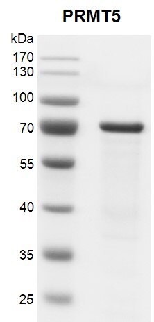 Recombinant PRMT5 protein | Proteintech