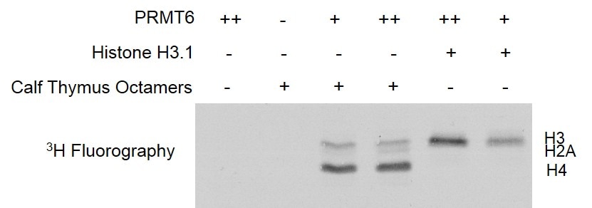 Recombinant PRMT6 protein | Proteintech