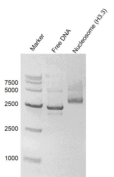 Recombinant Polynucleosomes (H3.3) | Proteintech