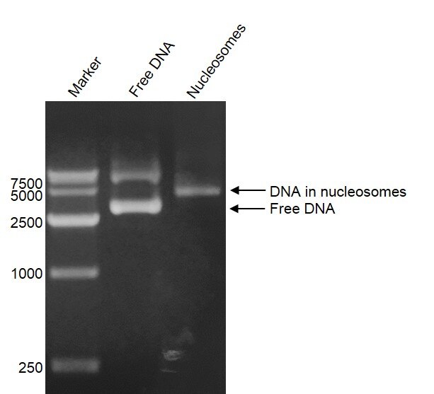 Recombinant Polynucleosomes H3.3 (G34V) | Proteintech