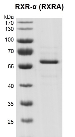 Recombinant RXR-alpha (RXRA) protein | Proteintech