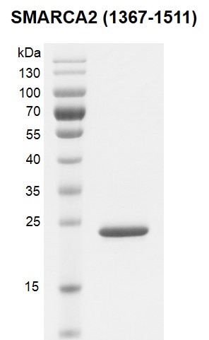 Recombinant SMARCA2 / BRM (1367-1511) protein | Proteintech