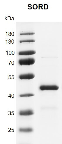 Recombinant SORD protein | Proteintech