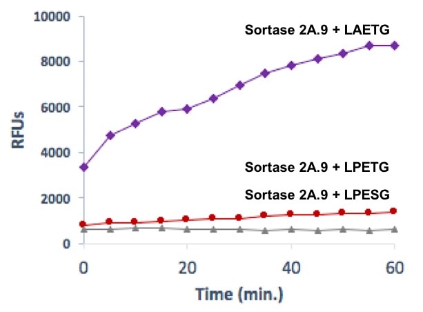Recombinant Sortase (2A.9) protein | Proteintech
