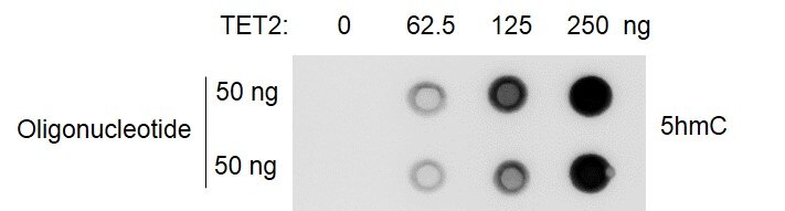 Recombinant TET2 (1129-2002) protein | Proteintech