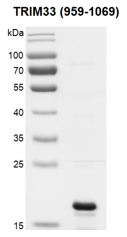 Recombinant TRIM33 (959-1069) protein | Proteintech
