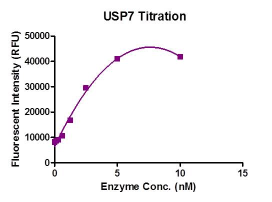 Recombinant USP7 protein | Proteintech