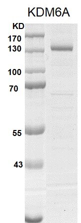 Recombinant UTX / KDM6A protein | Proteintech