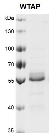 Recombinant WTAP protein | Proteintech