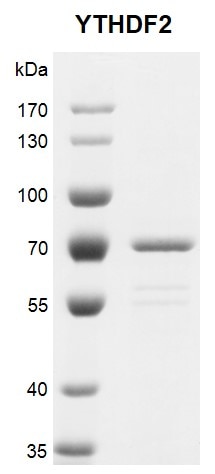Recombinant YTHDF2 protein | Proteintech