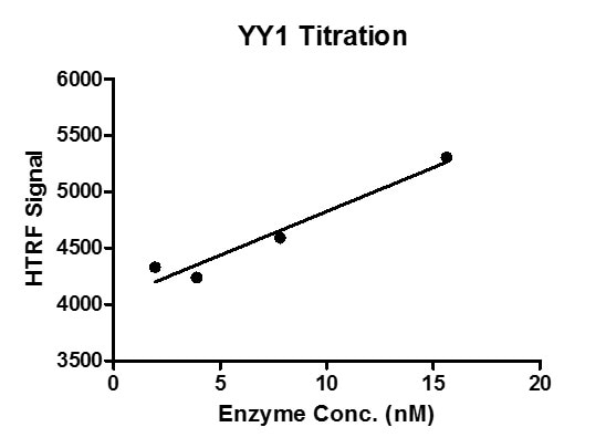Recombinant YY1 protein | Proteintech