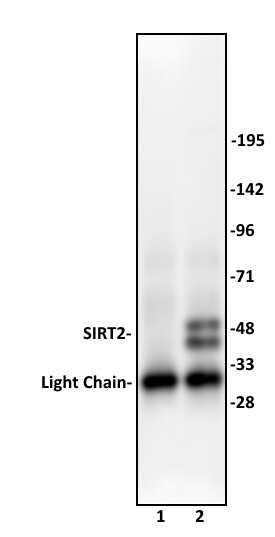SIRT2 antibody (pAb) | Proteintech